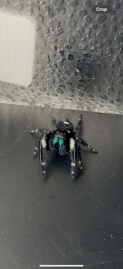 Goliath Regal Jumping Spider (Atlantis) by Space4Spoods