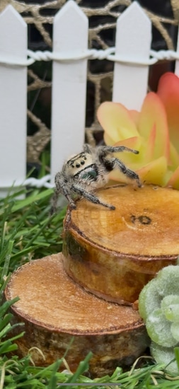 Regal Jumping Spider( Snowflake) by Space4Spoods