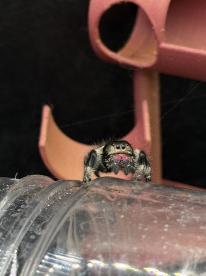 FERTILE Regal Jumping Spider (Gloria) by Space4Spoods