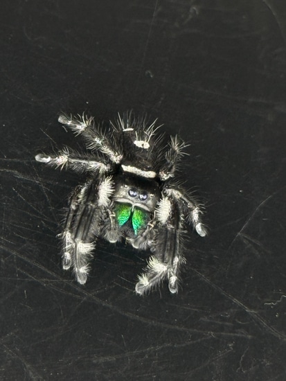 Regal Jumping Spider (Nemo) by Space4Spoods