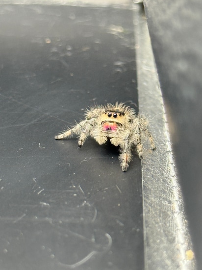 Regal Jumping Spider (Teacup) by Space4Spoods