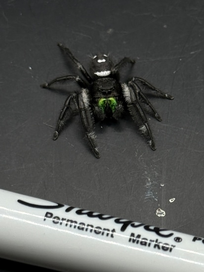 Goliath Jumping Spider Male by Space4Spoods