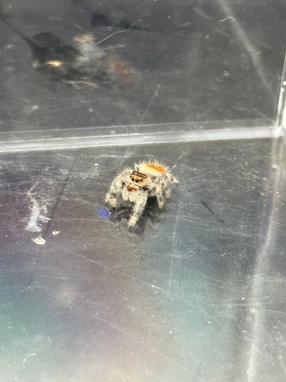 Regal Jumping Spider (Pixie) by Space4Spoods