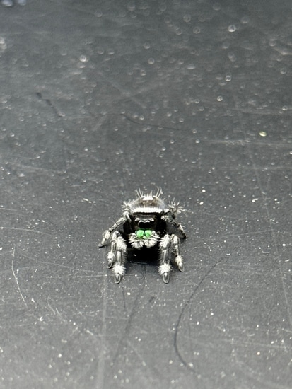 Regal Jumping Spider (Nemo) by Space4Spoods