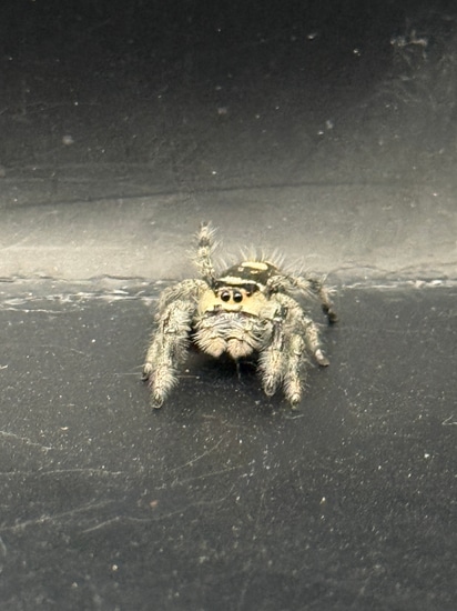GRAVID FERTILE Regal Jumping Spider( Fiona) by Space4Spoods
