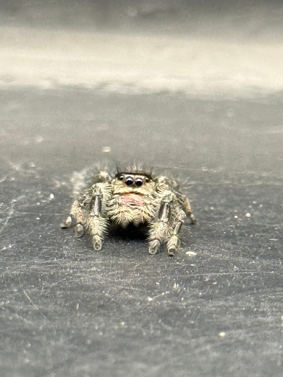 GRAVID FERTILE Regal Jumping Spider( Heather) by Space4Spoods