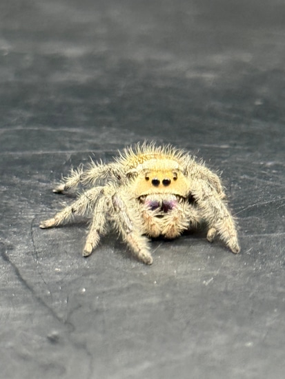 FERTILE GRAVIID Regal Jumping Spider (Violet) by Space4Spoods