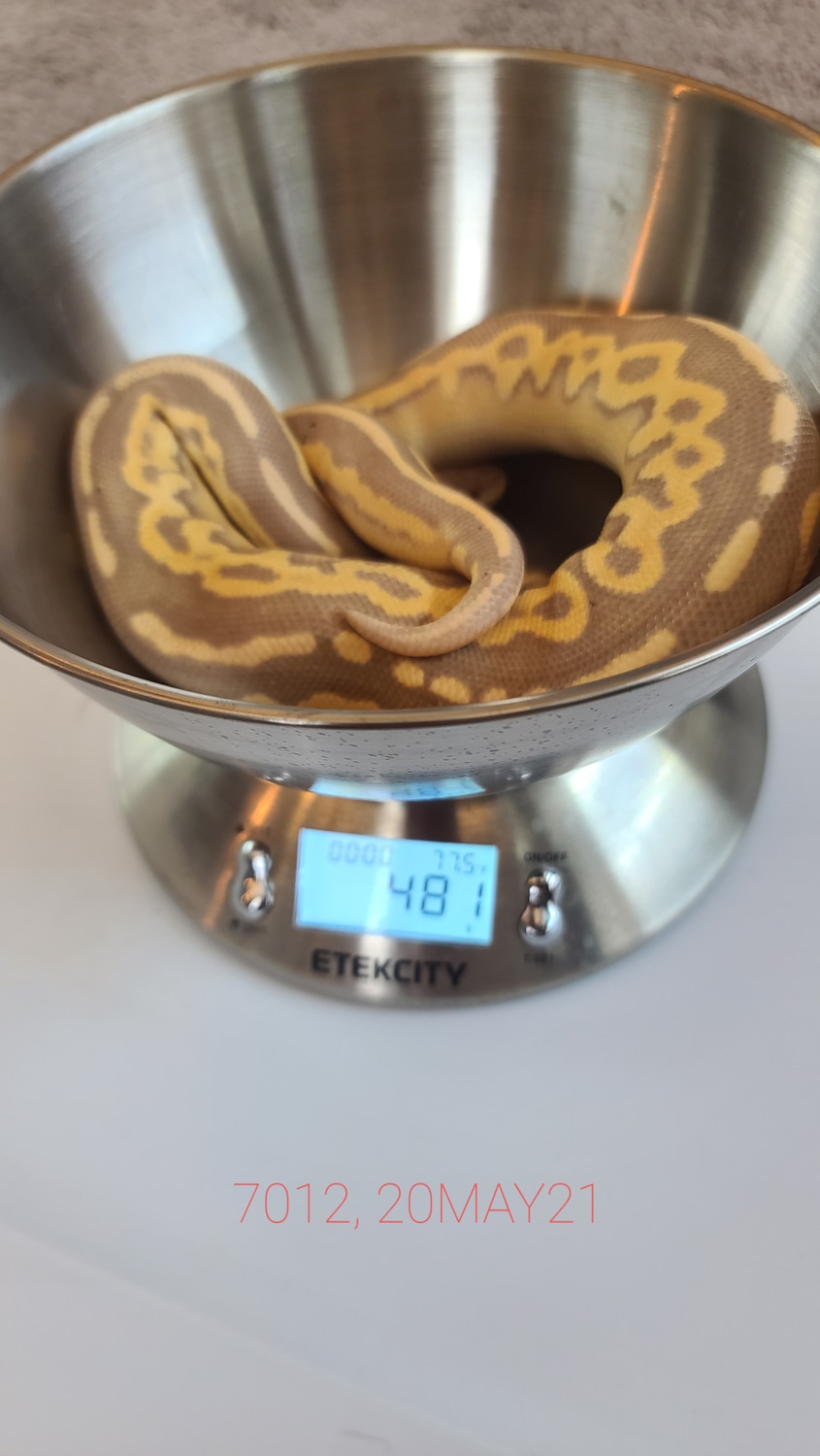 Banana Savannah Ball Python by Space City Reptile, LLC. - MorphMarket
