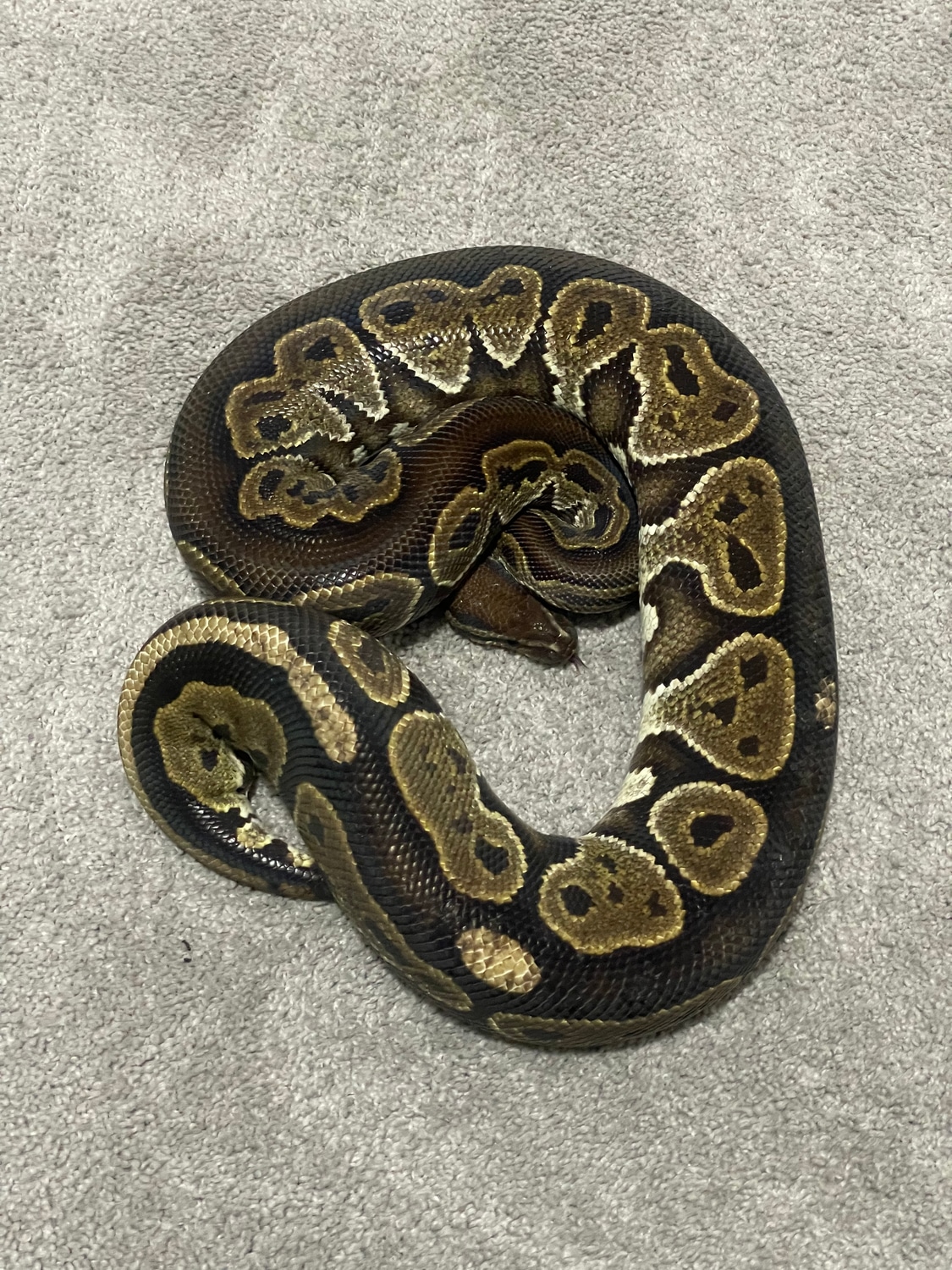 RTB Female Black Pastel Ball Python by Ashley’s Morph Mania - MorphMarket