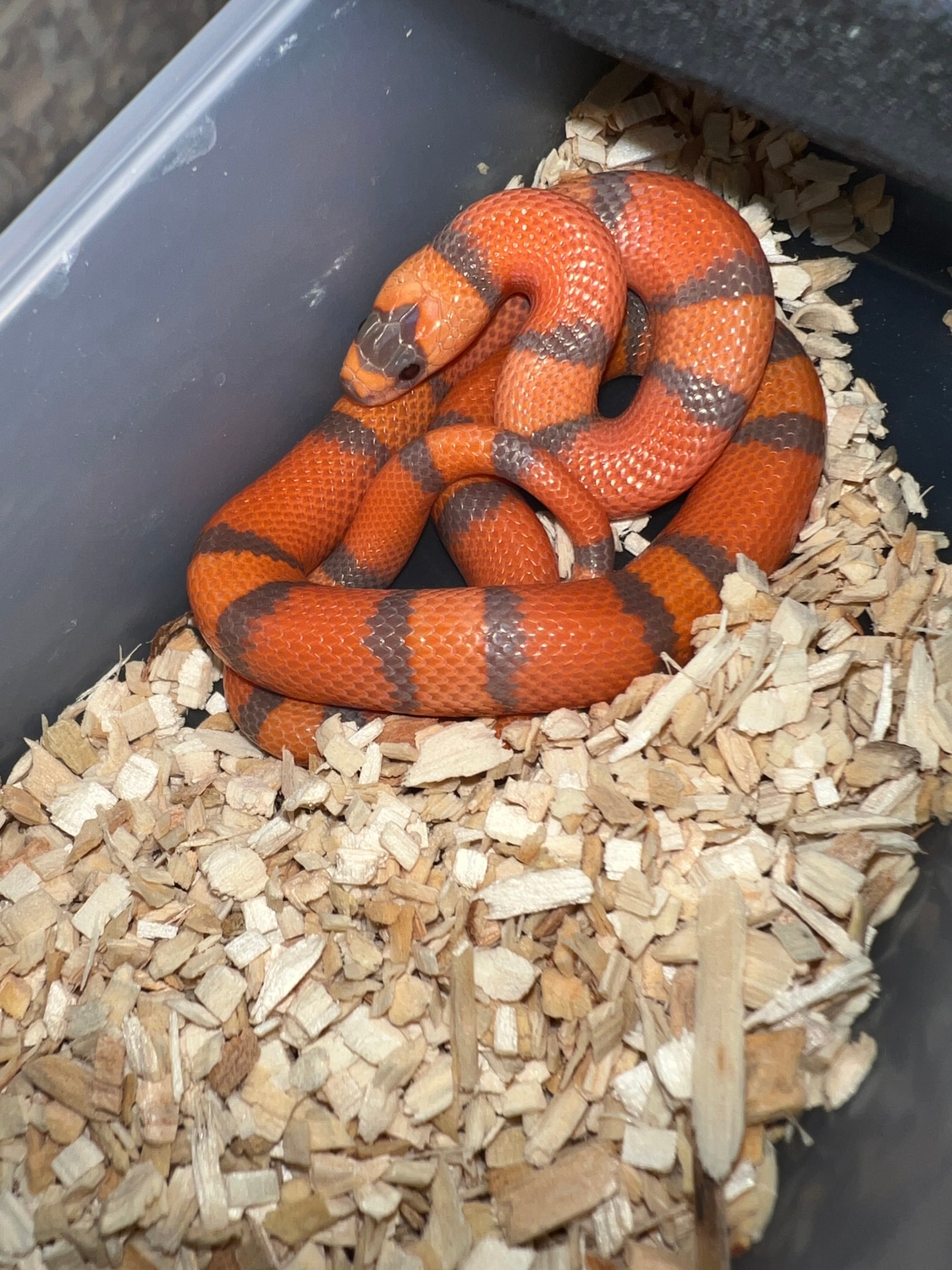Hypo Poss Het Anery Honduran Milk Snake by AR Exotics - MorphMarket