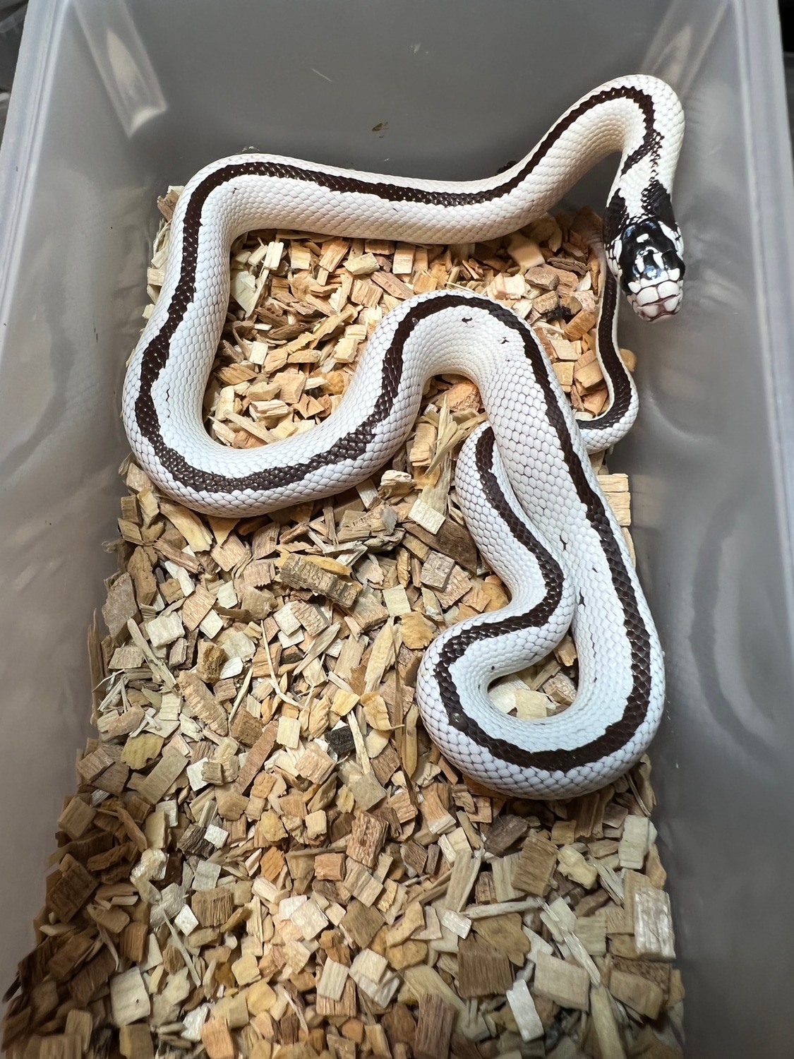 Reverse Stripe California Kingsnake by AR Exotics - MorphMarket