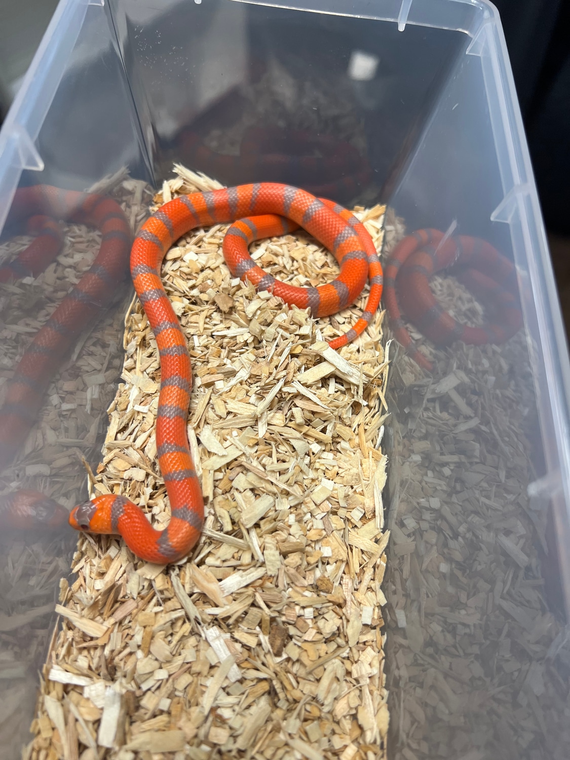 Hypo Tangerine Honduran Milk Snake by AR Exotics - MorphMarket