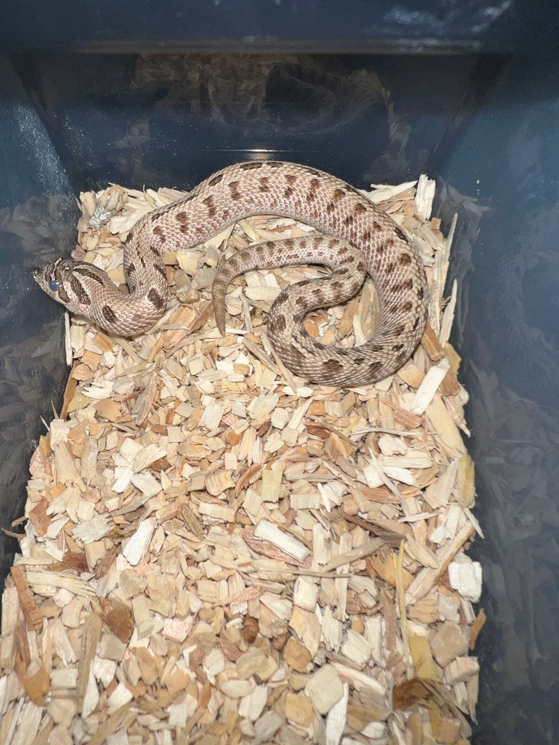 Arctic Conda Female Het Axanthic Western Hognose by AR Exotics ...