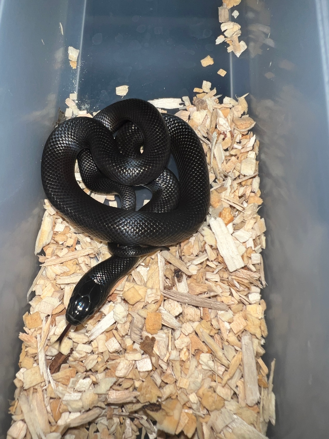 Female MBK Mexican Black Kingsnake by AR Exotics - MorphMarket