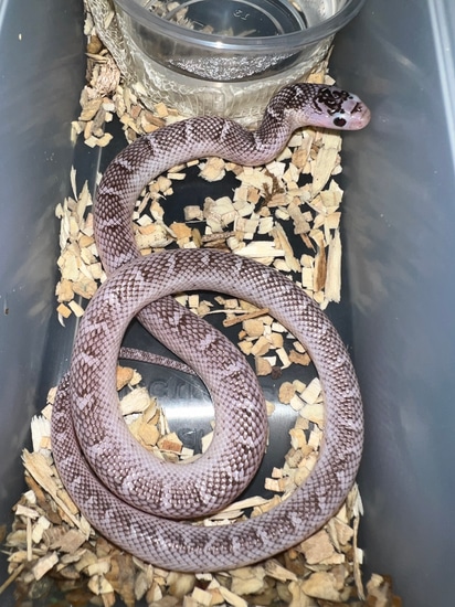 Axanthic Whiteside Female Florida Kingsnake by ARL Reptiles