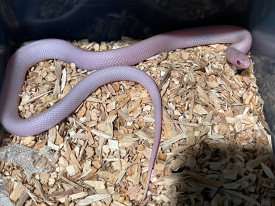 Axanthic Lav Whiteside Florida Kingsnake by ARL Reptiles