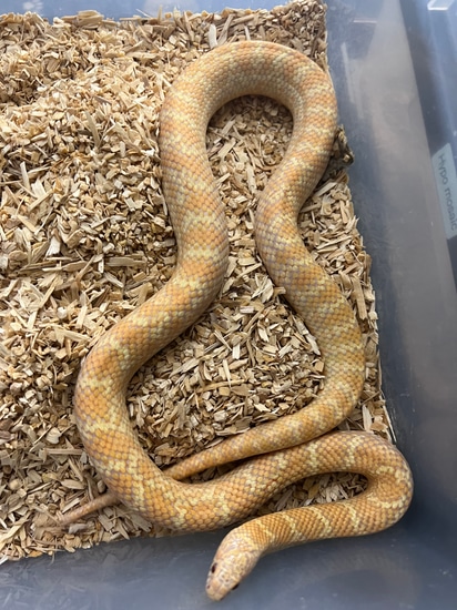 Female 2021 Hybino Het White Side Florida Kingsnake by ARL Reptiles