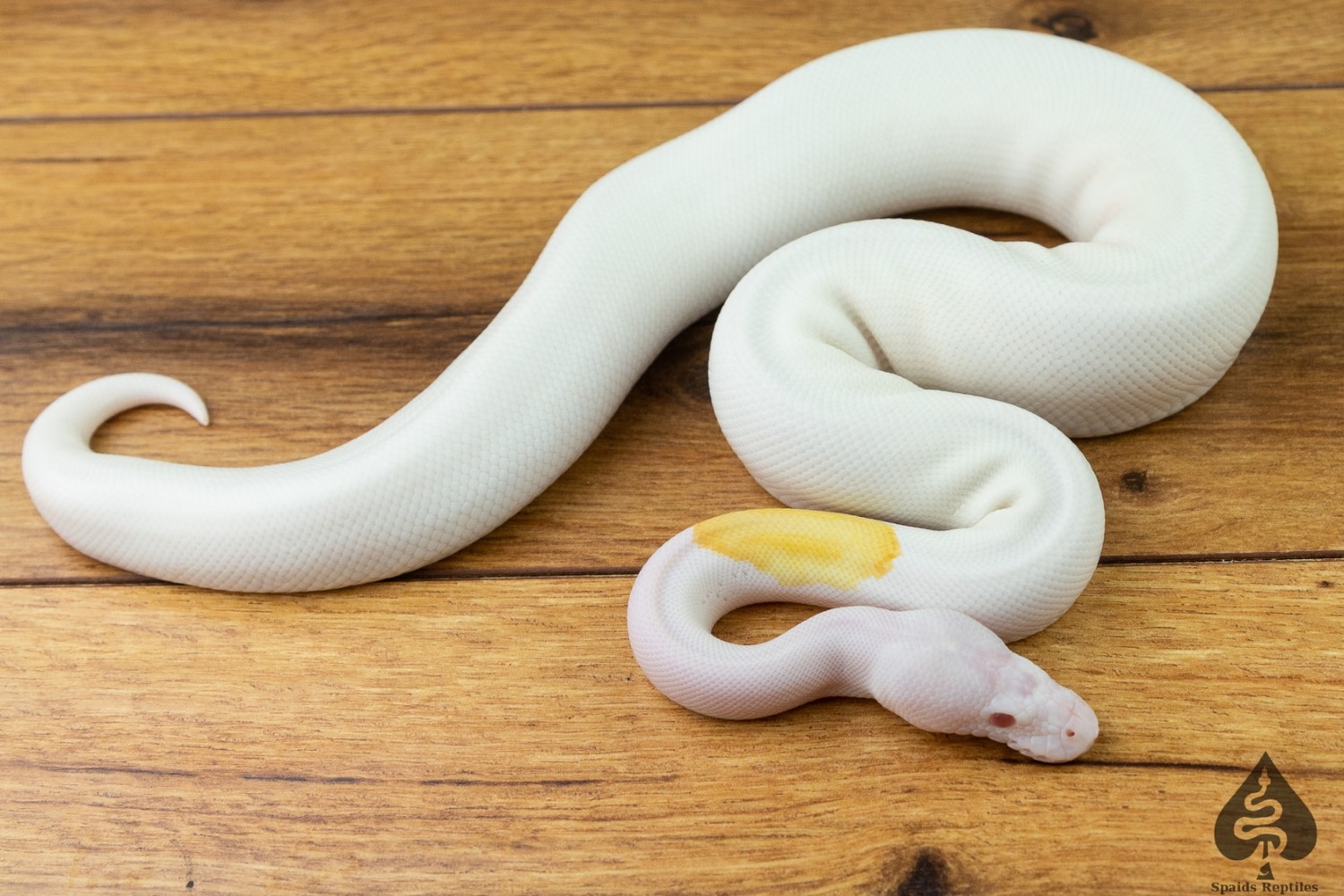 Albino Pinto Pied Ball Python by Spaids Reptiles - MorphMarket