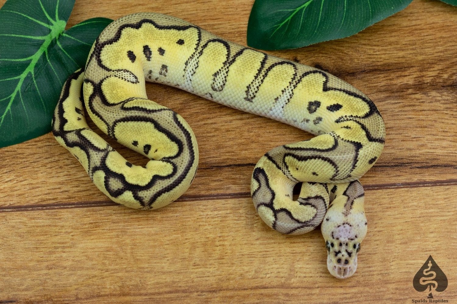 Firefly Clown Ball Python by Spaids Reptiles - MorphMarket