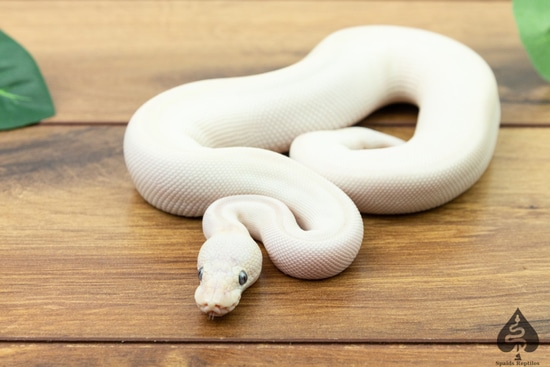 Karma Ball Python by Spaids Reptiles