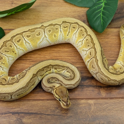 Pinstripe Leopard Lesser Het Clown Ball Python by Basement Breeder - MorphMarket