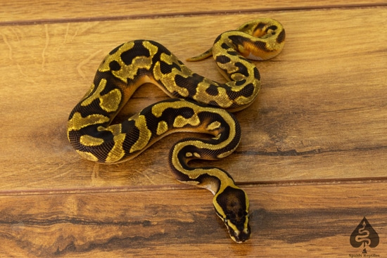 Enchi Pied Het Candino Ball Python by Spaids Reptiles