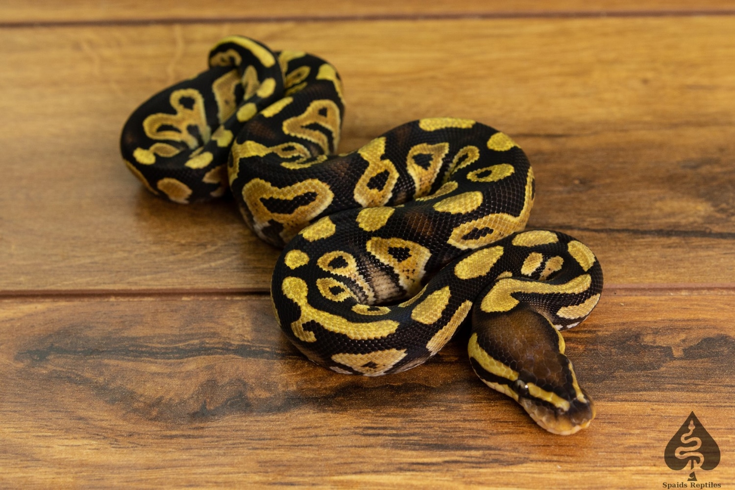 Phantom YB Het Clown Ball Python by Spaids Reptiles - MorphMarket