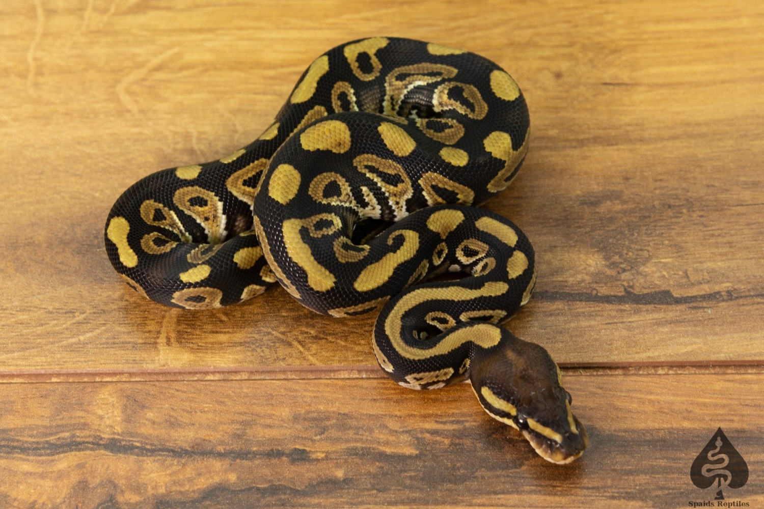 Phantom Het Clown Ball Python by Spaids Reptiles - MorphMarket