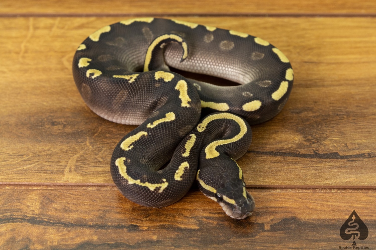 GHI Mojave Asphalt Or YB Ball Python by Spaids Reptiles - MorphMarket