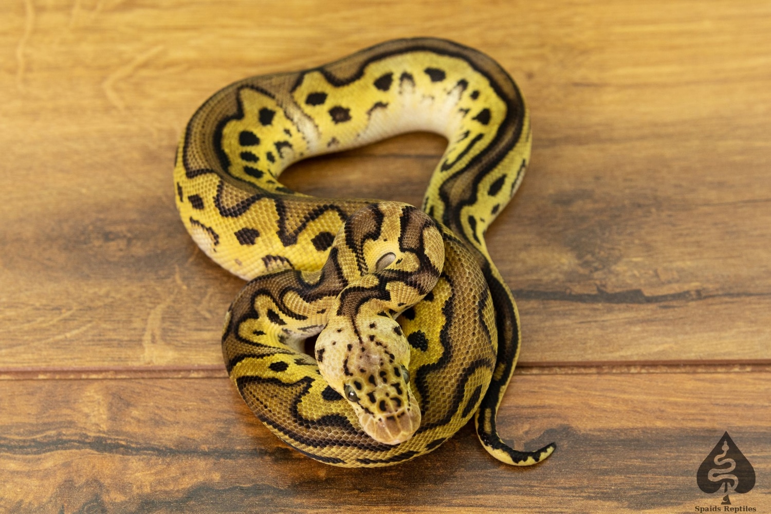 Pastel Clown Het Pied Ball Python by Spaid's Reptiles - MorphMarket