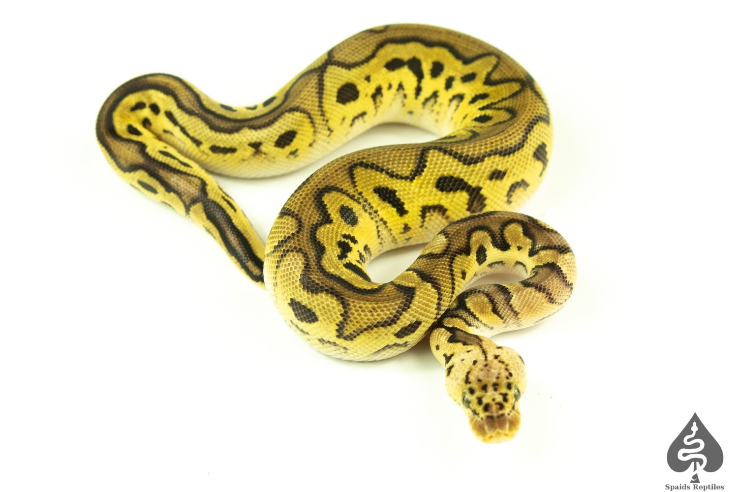 Pastel Clown Het Pied Ball Python by Spaids Reptiles - MorphMarket