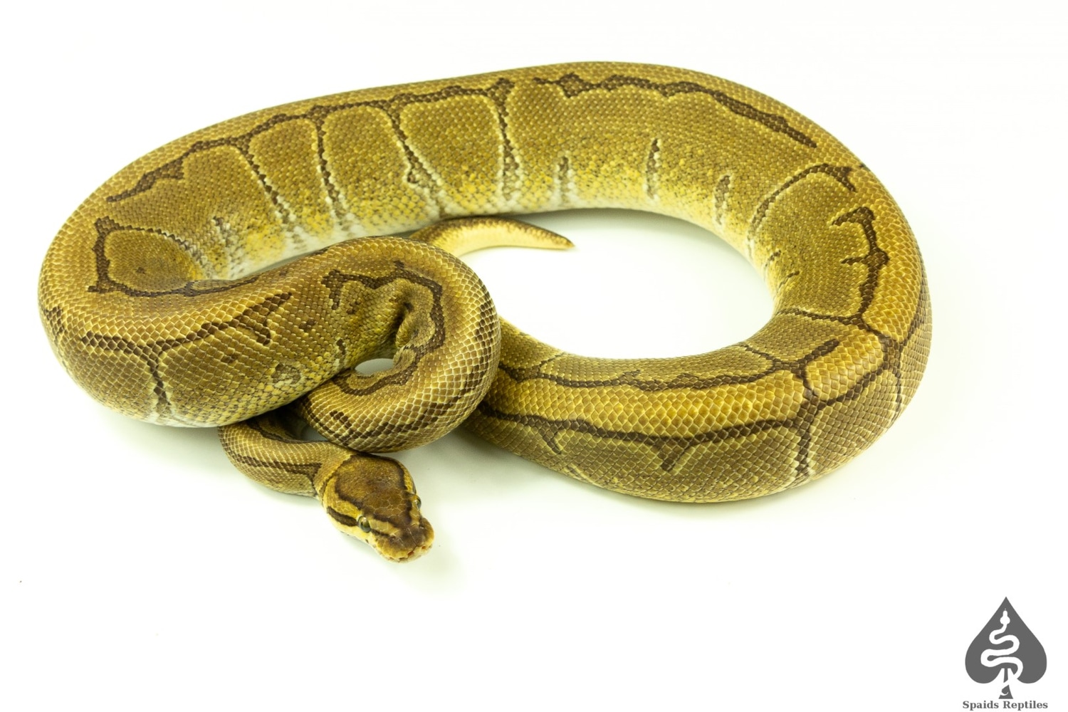 Enchi Pinstripe Ball Python by Spaids Reptiles - MorphMarket