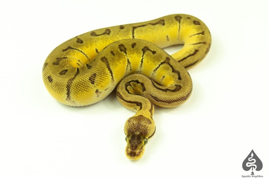 Enchi Lemonblast Het DG Ball Python by Spaids Reptiles