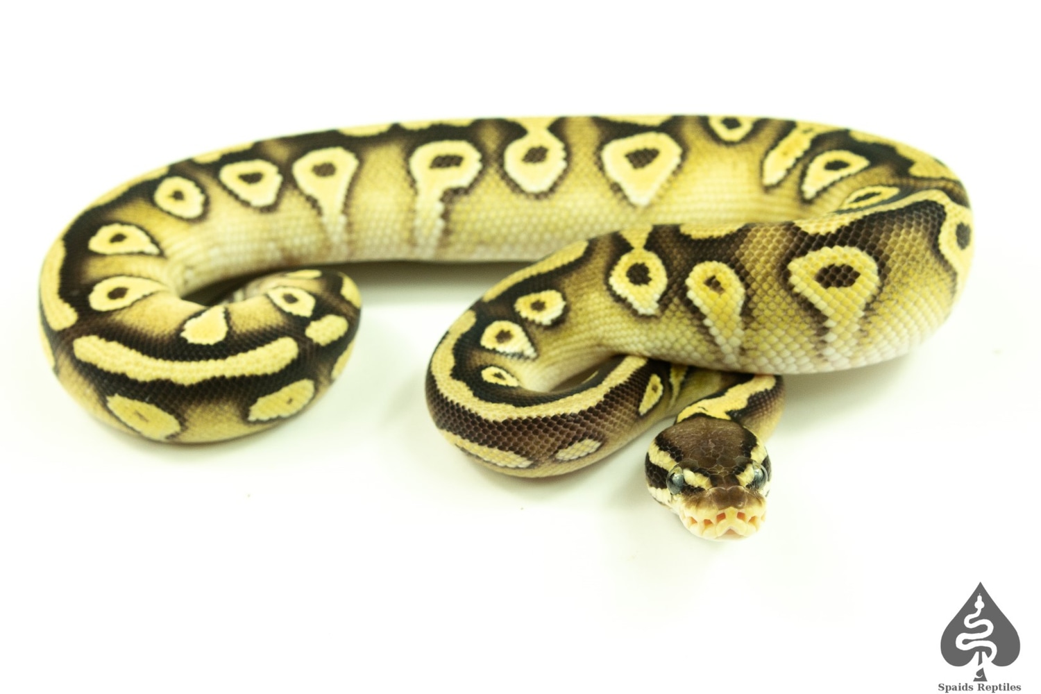 Enchi Pastave Asphalt/YB Ball Python by Spaids Reptiles - MorphMarket