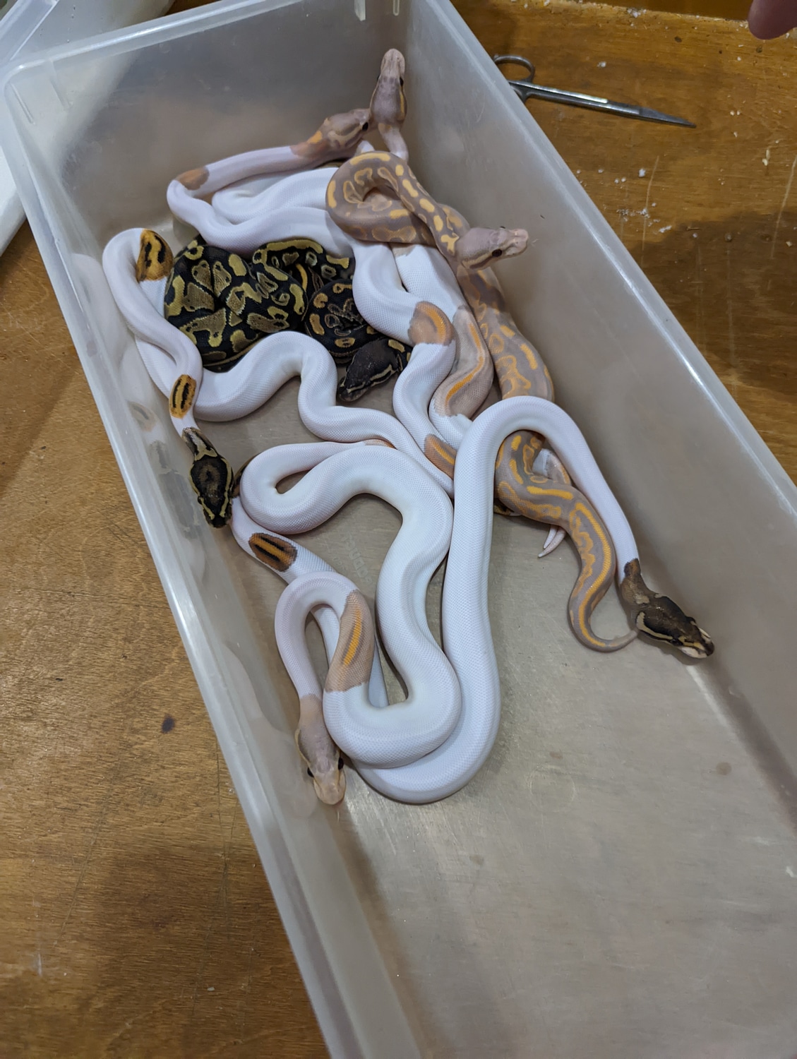 Ball Python Clutch: 22CU06-BarnBananaHetClownPhHypoPiedXHypoPied01 by ...
