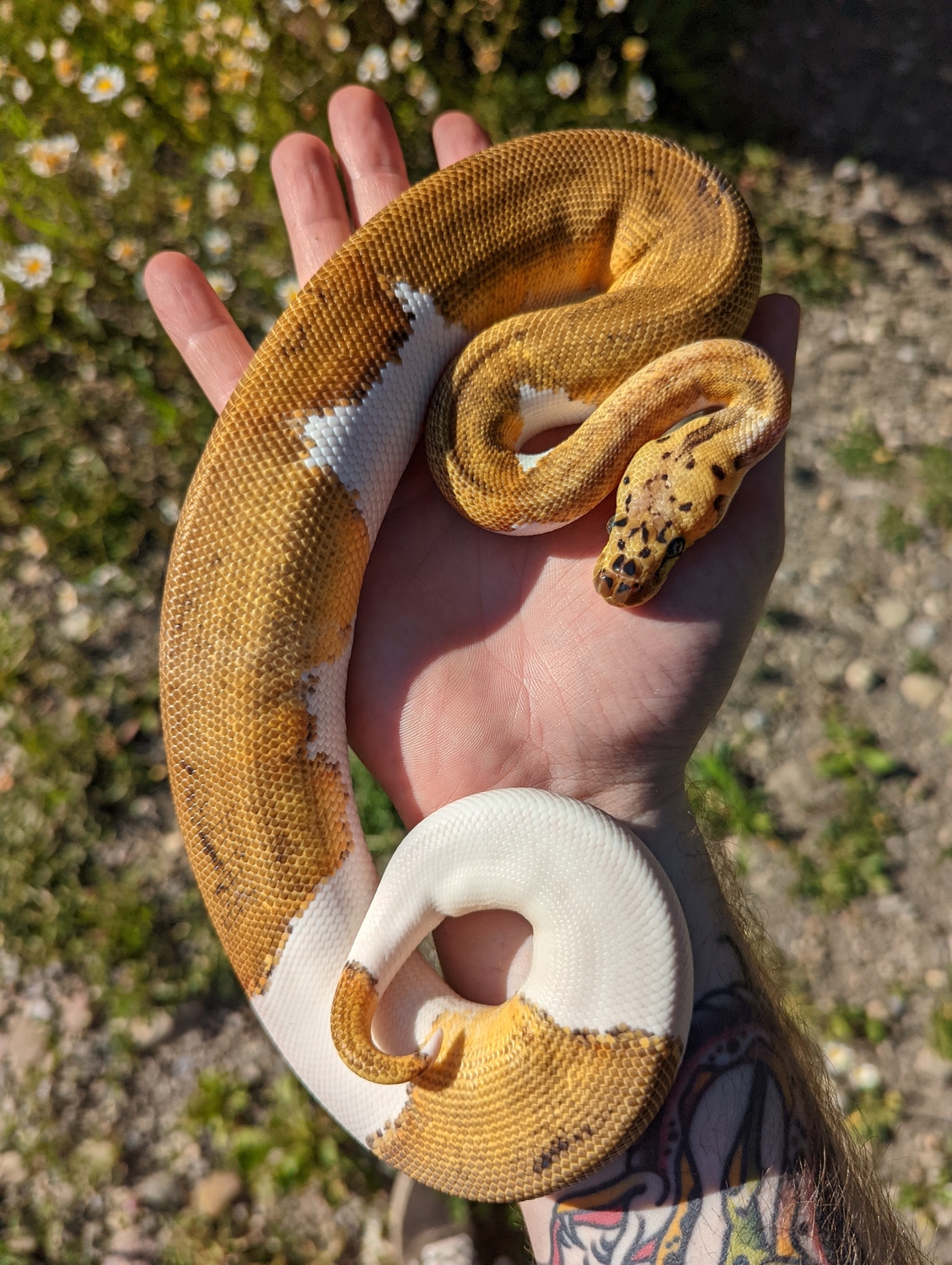 Pastel Clown Pied Ball Python by Spaids Reptiles - MorphMarket