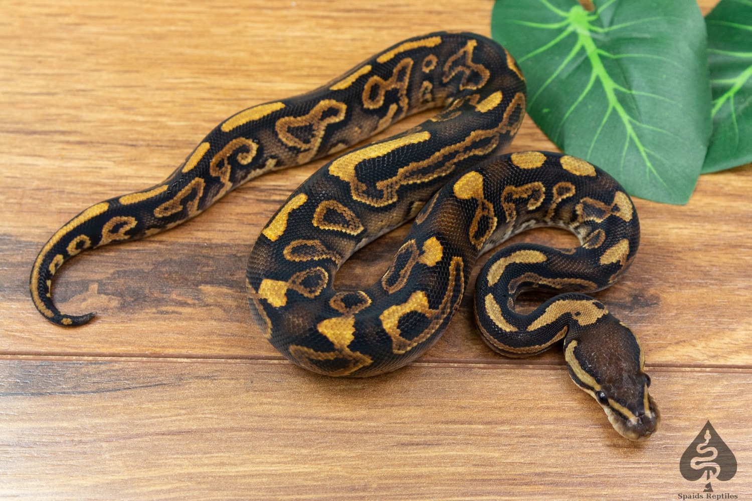 Black Pastel Leopard Red Stripe 100% Het Clown Ball Python by Spaids ...