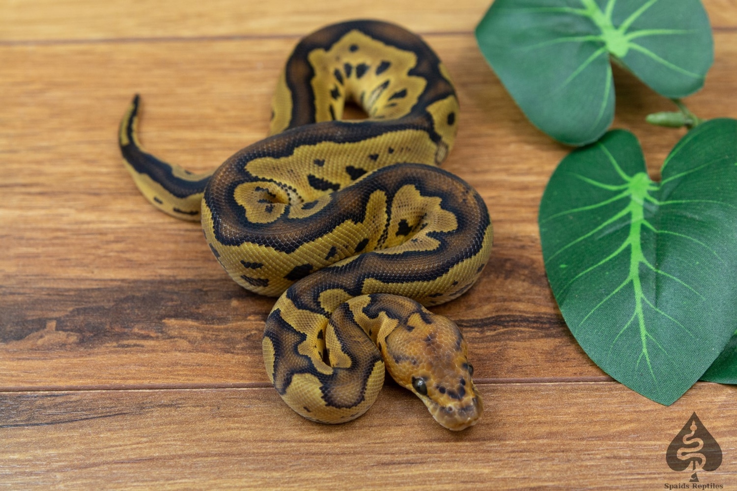 Red Stripe Clown Ball Python by Spaids Reptiles - MorphMarket