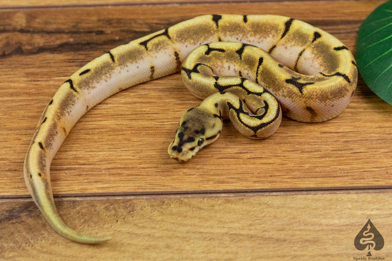 Enchi Spider Het Pied Ball Python by Spaids Reptiles - MorphMarket