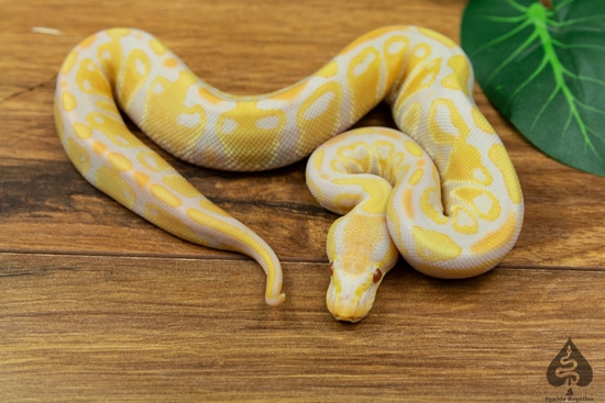 Candy/Candino 66% Het Genetic Stripe Ball Python by Spaids Reptiles