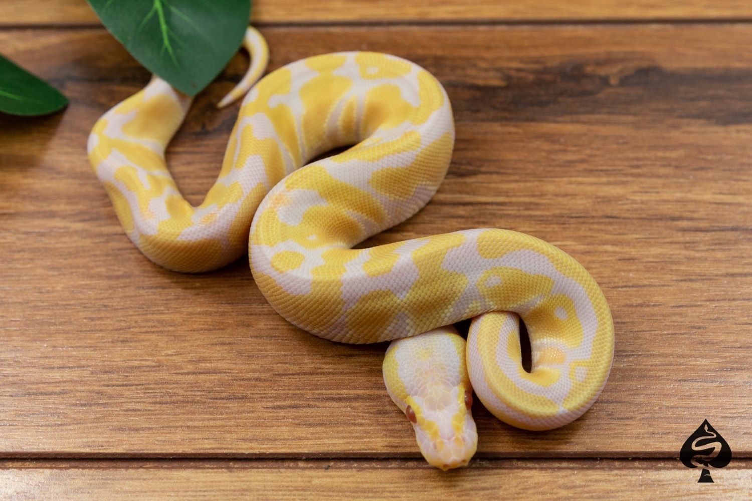 Pastel Candino 66% Het GS Ball Python by Spaids Reptiles - MorphMarket