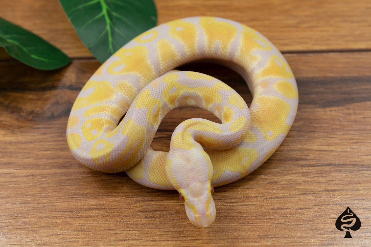 Super Pastel Candy 66% Het Genetic Stripe Ball Python by Spaids ...