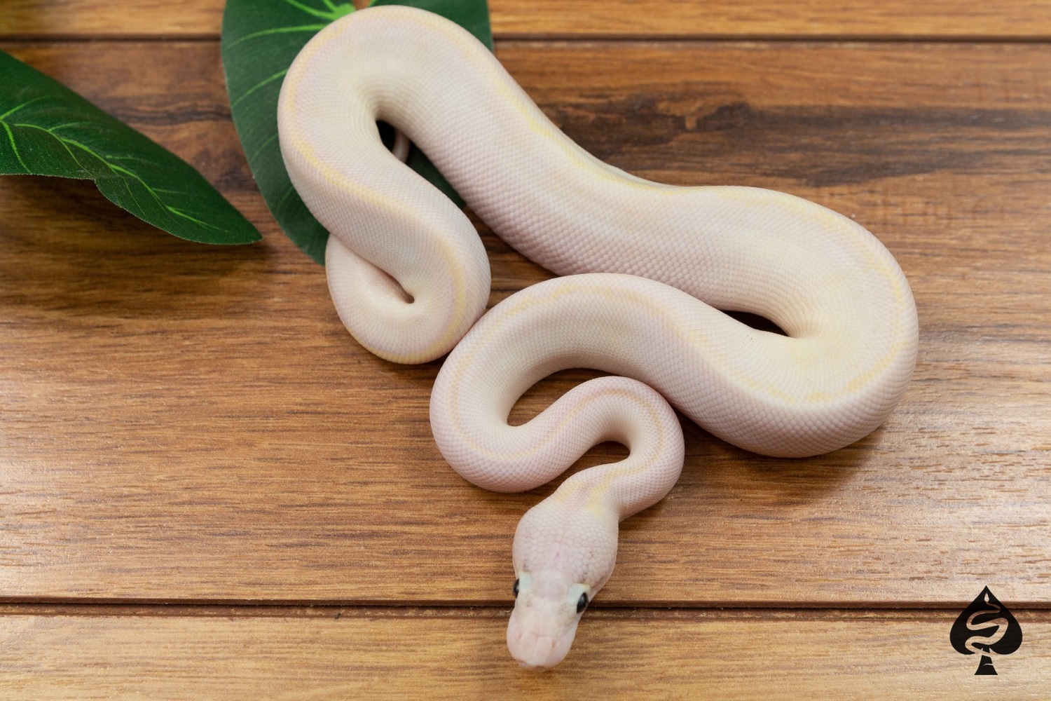 Ivory Poss GHI Pastel Ball Python by Spaids Reptiles - MorphMarket