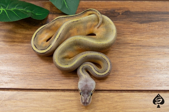 Super Pastel Genetic Stripe Het Candino Ball Python by Spaids Reptiles