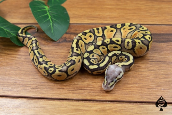 Super Pastel Het Candino 66% Het Genetic Stripe Ball Python by Spaids ...