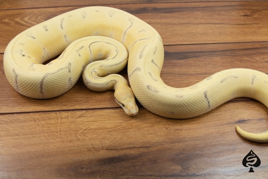 Enchi Lemonblast DG Ball Python by Spaids Reptiles