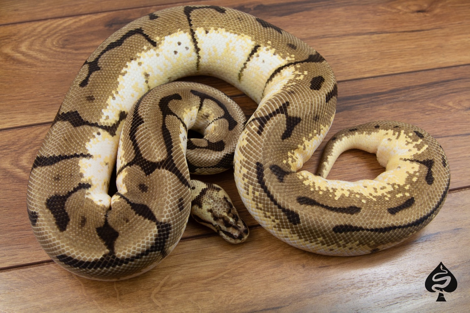 Bumblebee Het Pied Ball Python by Spaids Reptiles - MorphMarket