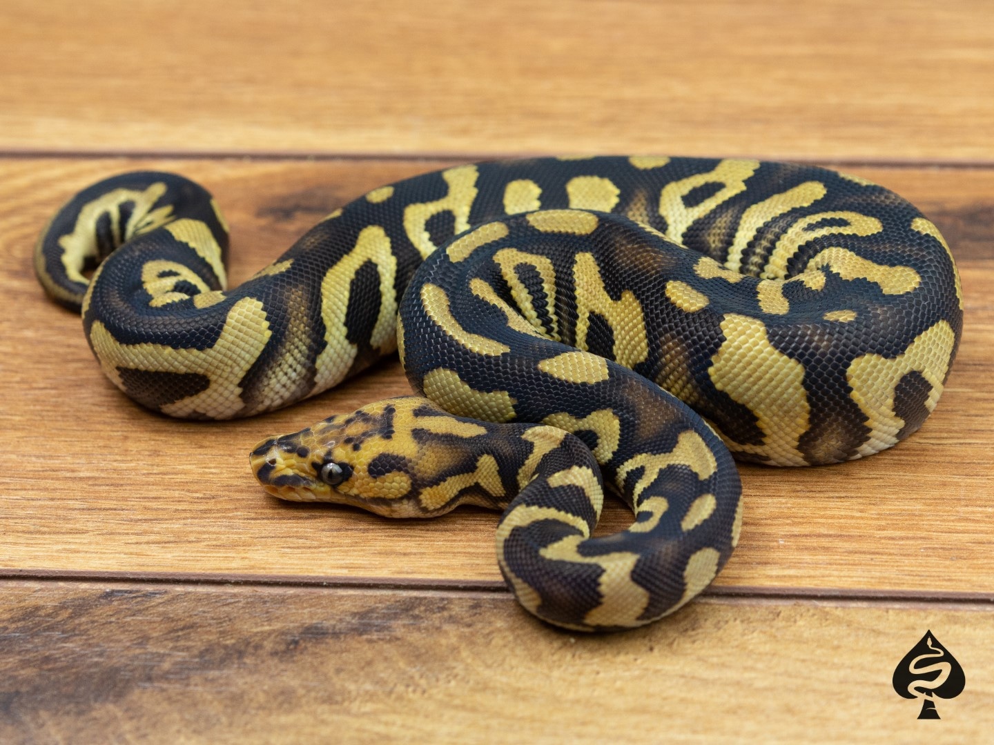 Dark Knight (Spotnose Chocolate Clown) Ball Python by Spaids Reptiles - MorphMarket