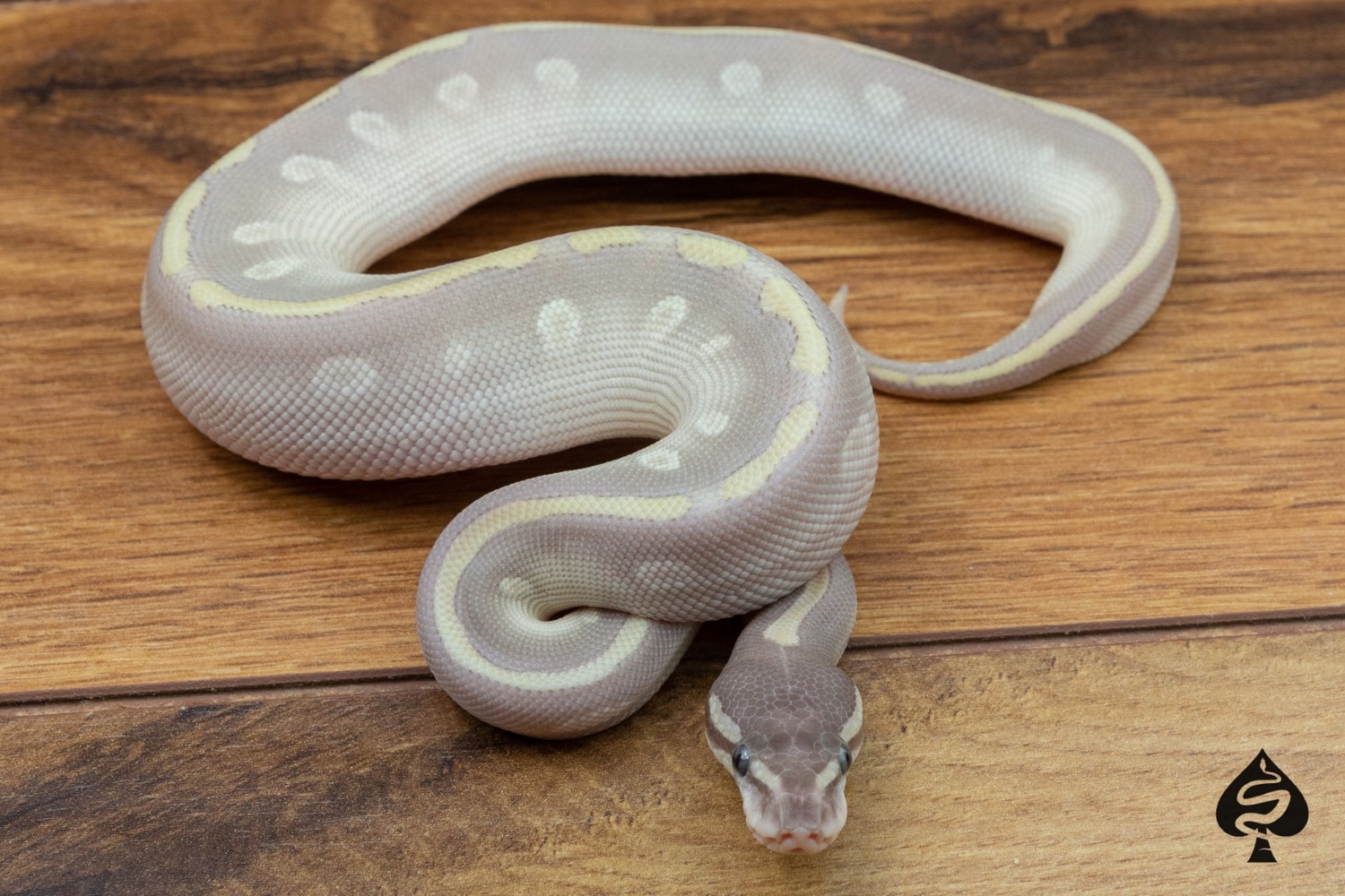 Phantom Mojave Het Clown Pos YB Ball Python by Spaids Reptiles ...