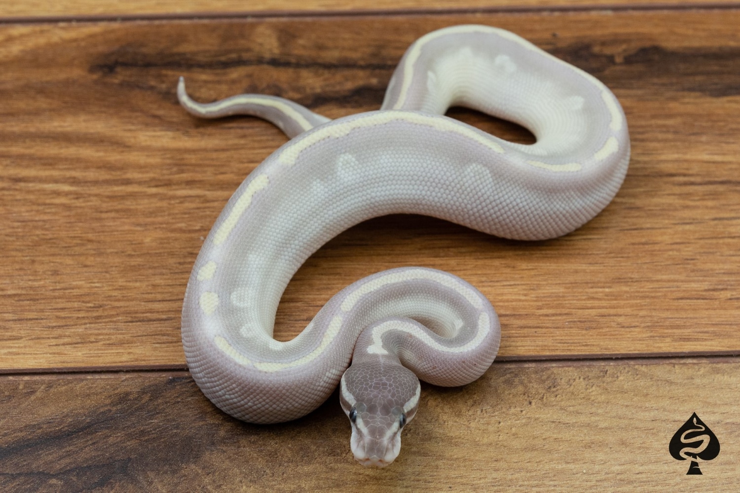 Phantom Mojave Het Clown Pos YB Ball Python by Spaids Reptiles ...